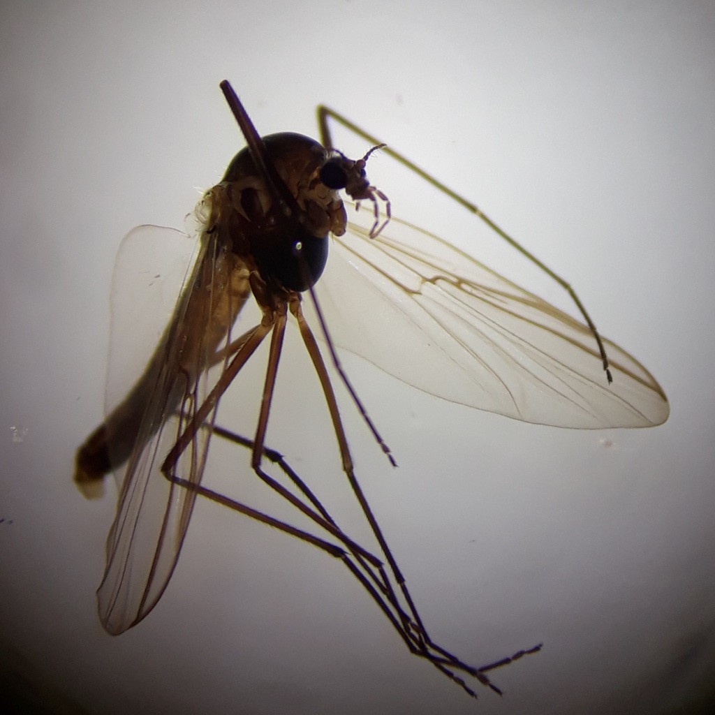 Diptera.info - Discussion Forum: Chironomidae 1->Diamesinae