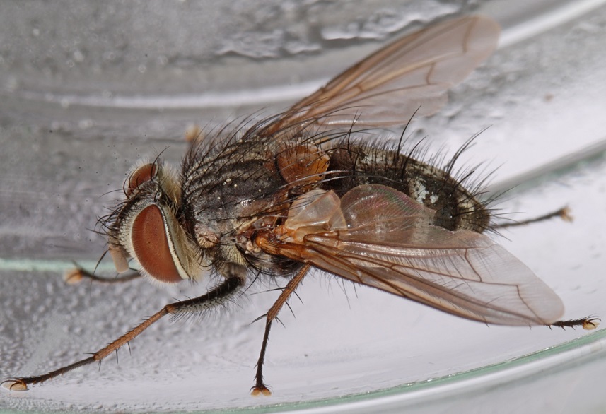 Diptera.info - Discussion Forum: Tachinidae > Carcelia sp (puberula?)