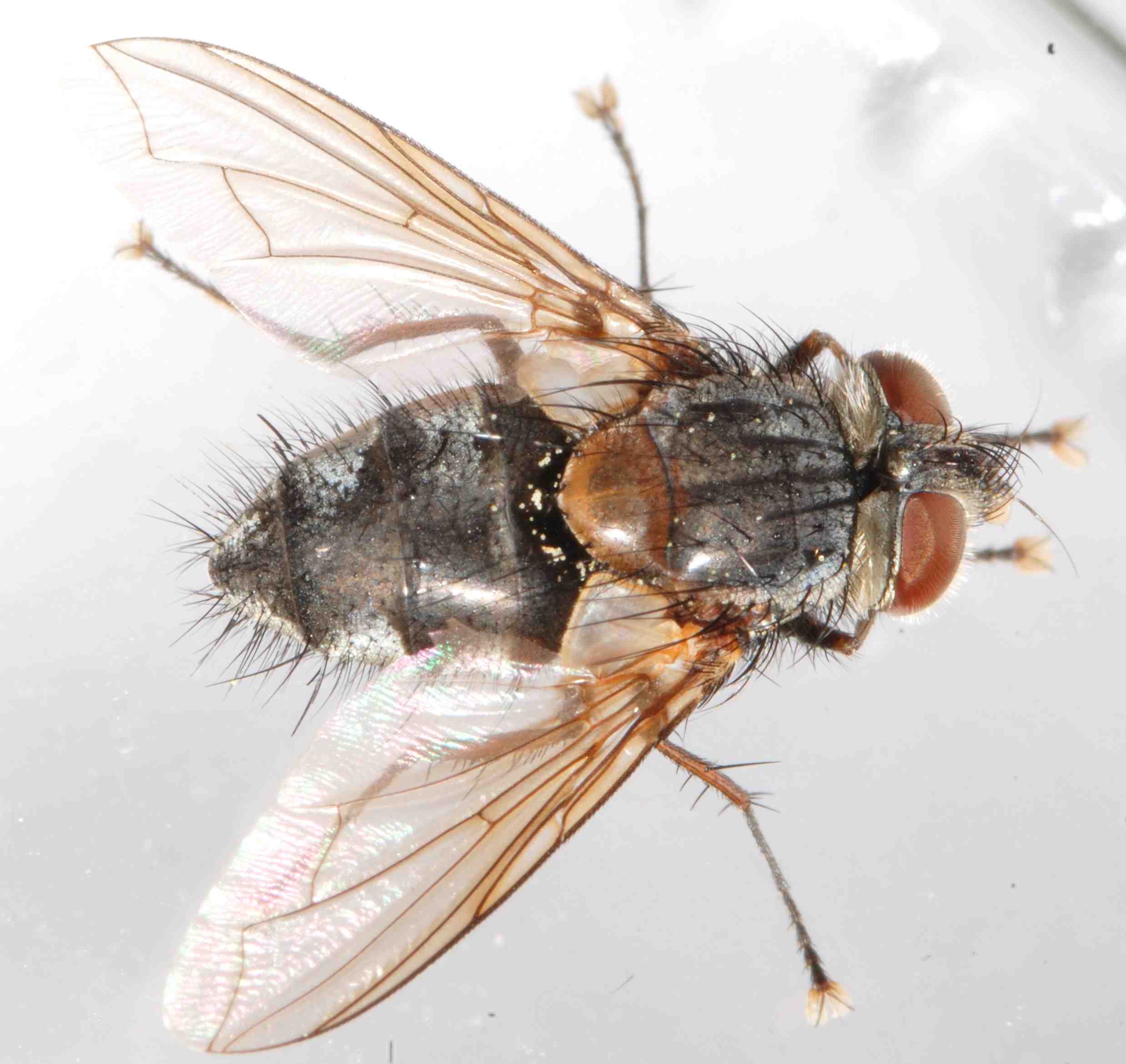 Diptera.info - Discussion Forum: Tachinidae - Carcelia sp.