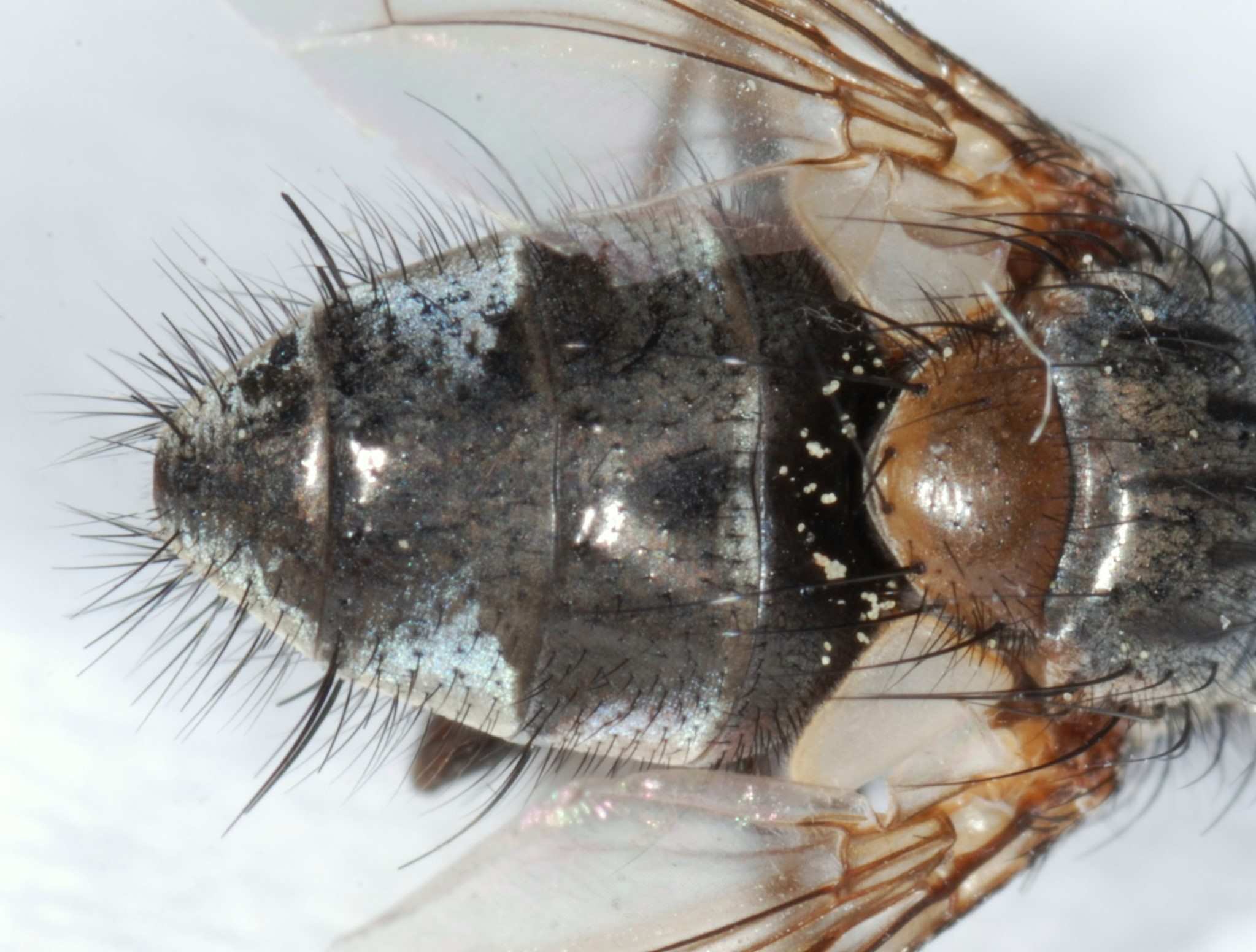 Diptera.info - Discussion Forum: Tachinidae - Carcelia sp.