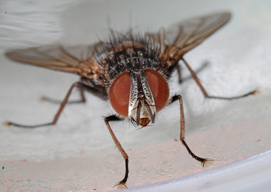 Diptera.info - Discussion Forum: Tachinidae > Carcelia sp (puberula?)
