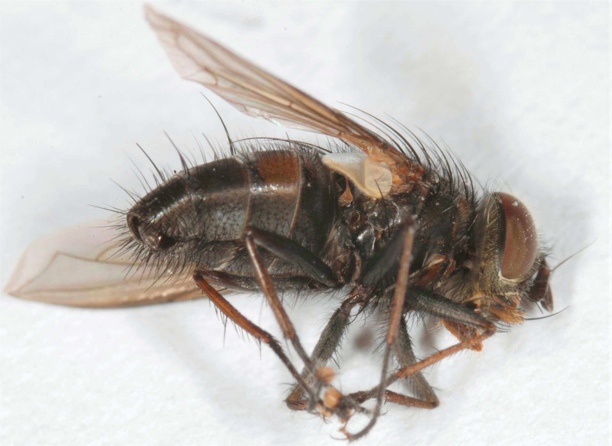 Diptera.info - Discussion Forum: Tachinidae - Carcelia sp.
