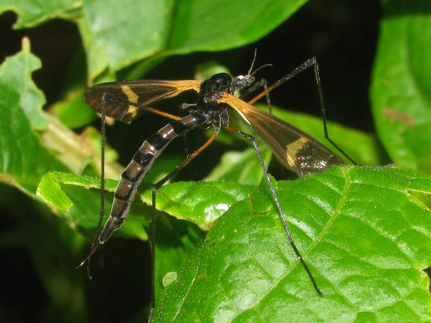 Diptera.info - Discussion Forum: Two Limoniidae(?) from Java - Hexatoma??