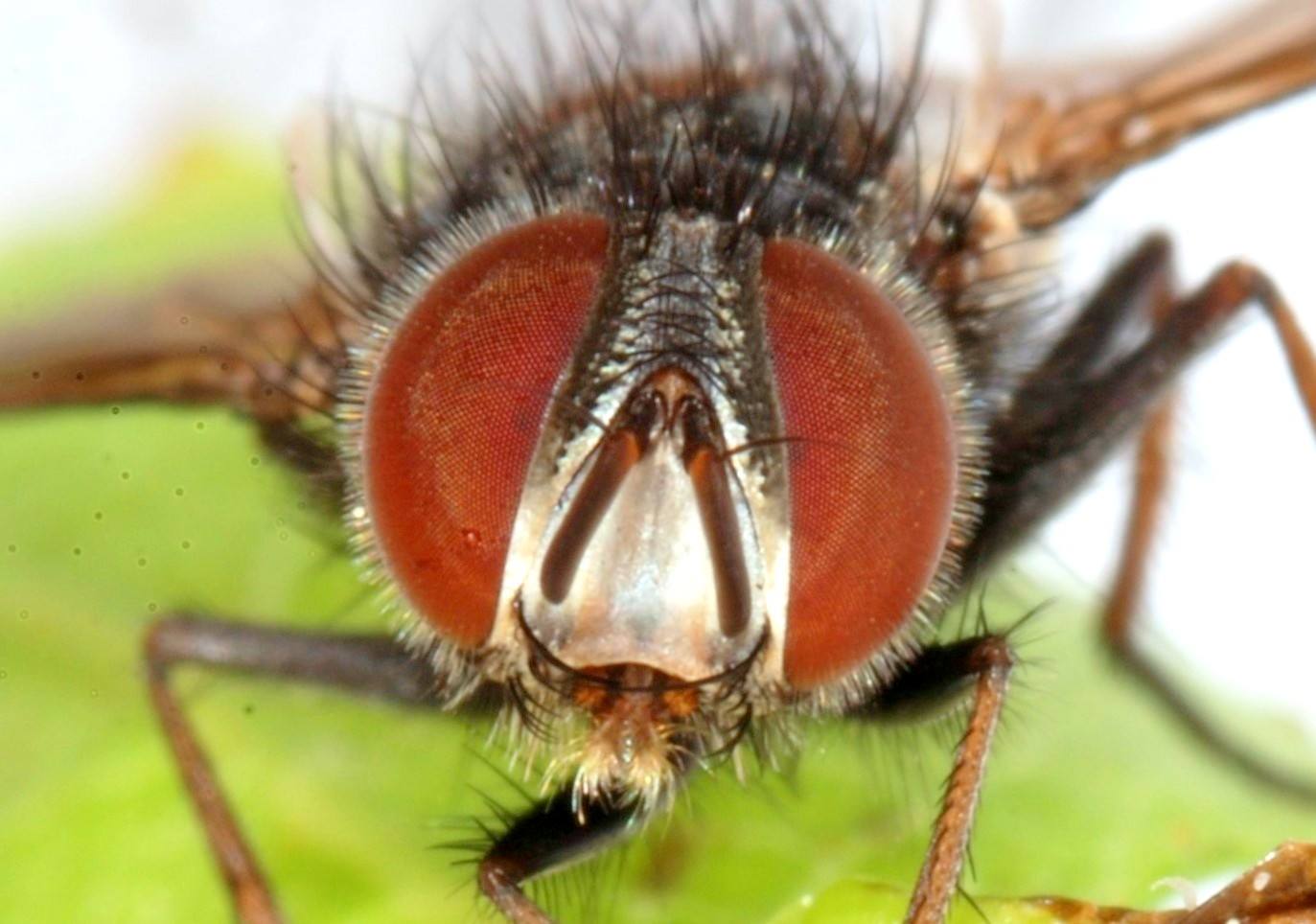 Diptera.info - Discussion Forum: Tachinidae - Carcelia sp.
