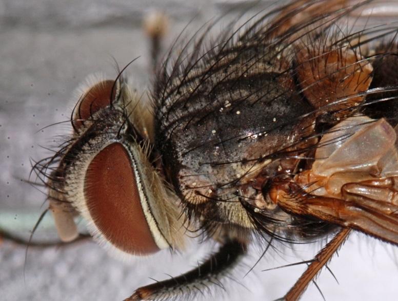 Diptera.info - Discussion Forum: Tachinidae > Carcelia sp (puberula?)