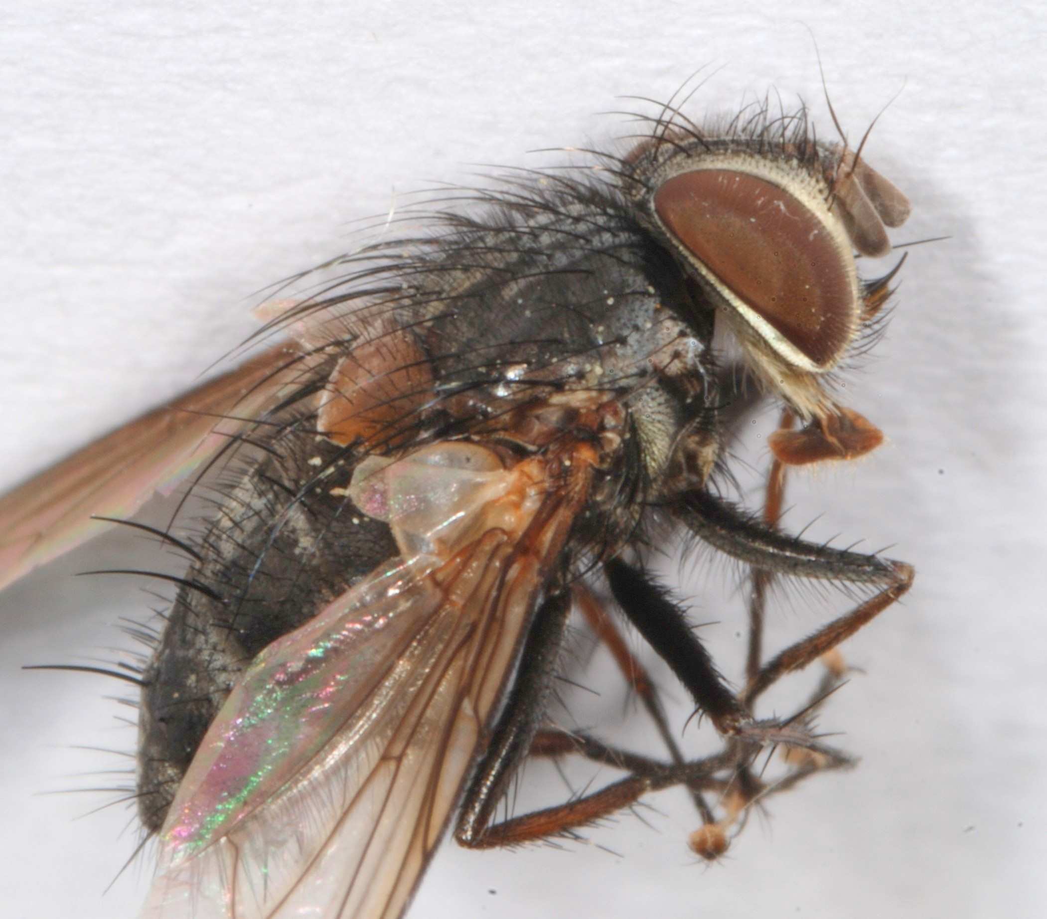 Diptera.info - Discussion Forum: Tachinidae - Carcelia sp.