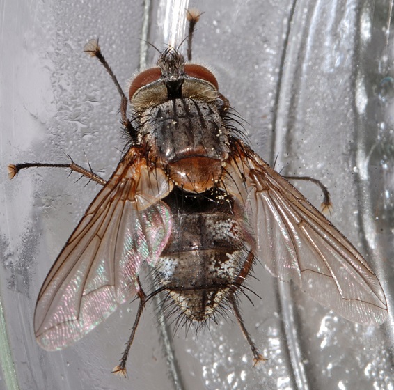 Diptera.info - Discussion Forum: Tachinidae > Carcelia sp (puberula?)