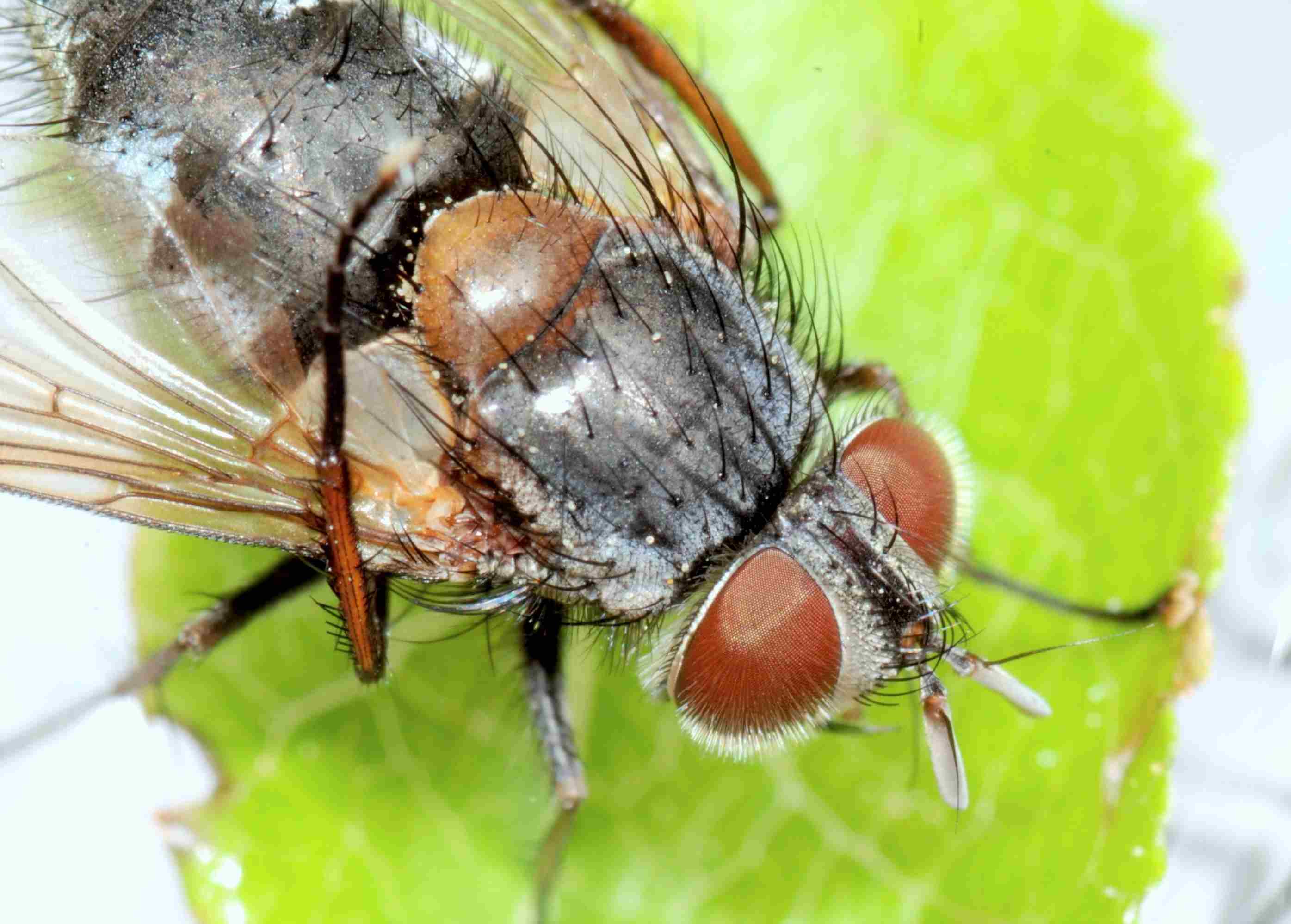Diptera.info - Discussion Forum: Tachinidae - Carcelia sp.