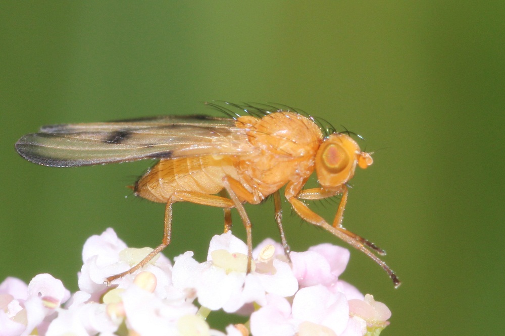Diptera.info - Discussion Forum: Pallopteridae, Palloptera ...