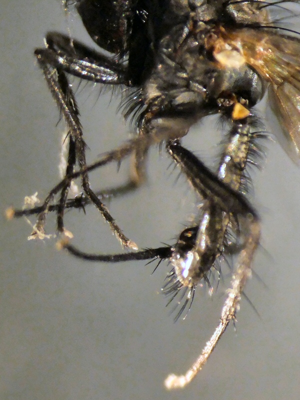 Diptera.info - Discussion Forum: Anthomyiidae??