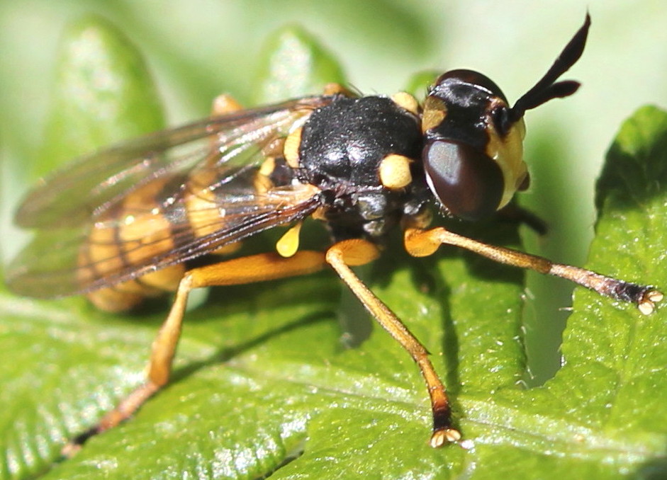 Diptera.info - Discussion Forum: Leopoldius with frons-stripe