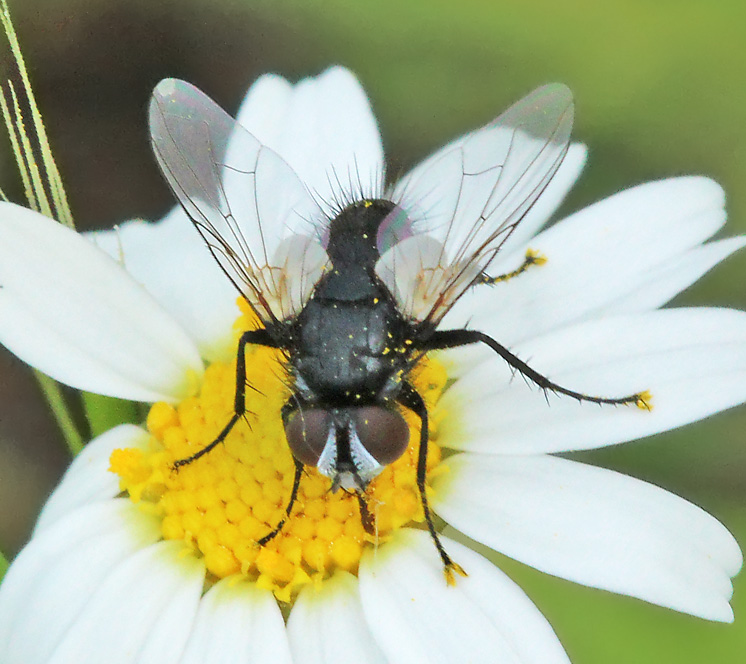 Diptera.info - Discussion Forum: Tachinidae for ID, C Spain ...