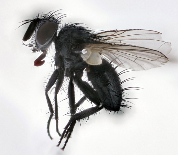 Diptera.info - Discussion Forum: UK Tachinidae Ligeria angusticornis?