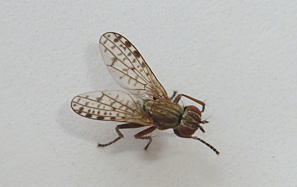 Diptera.info - Discussion Forum: Limnellia