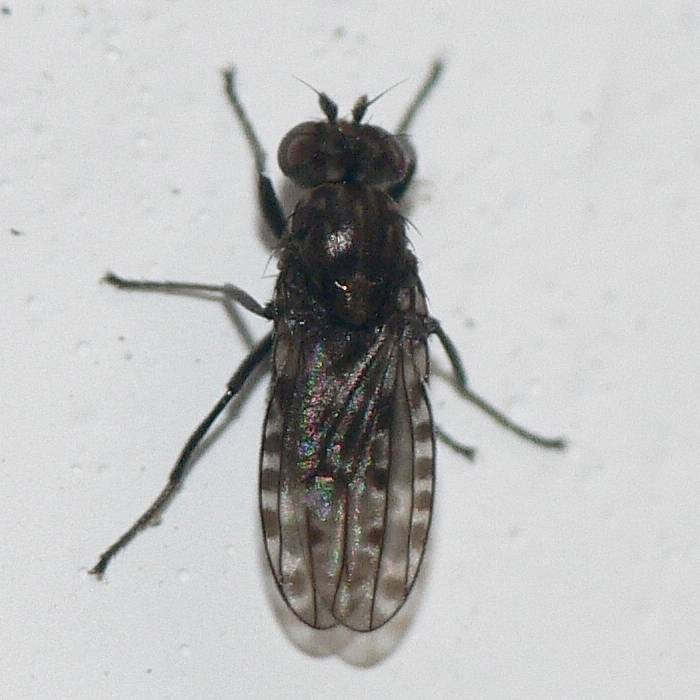 Diptera.info - Discussion Forum: Ephydridae from 14.02.11 --> Scatella ...