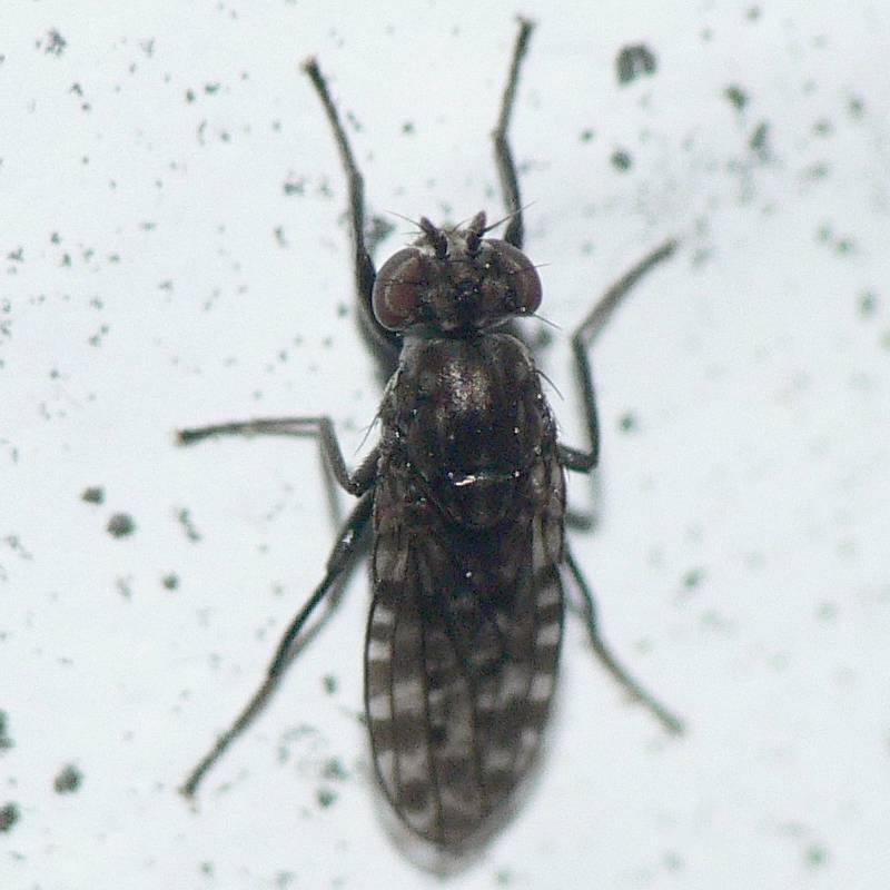 Diptera.info - Discussion Forum: Limnellia quadrata