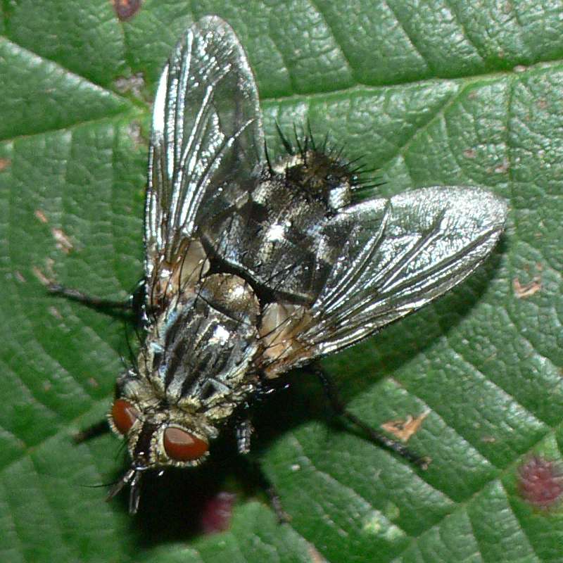 Diptera.info - Discussion Forum: Big, grey Tachinidae: Linnaemya? (15. ...