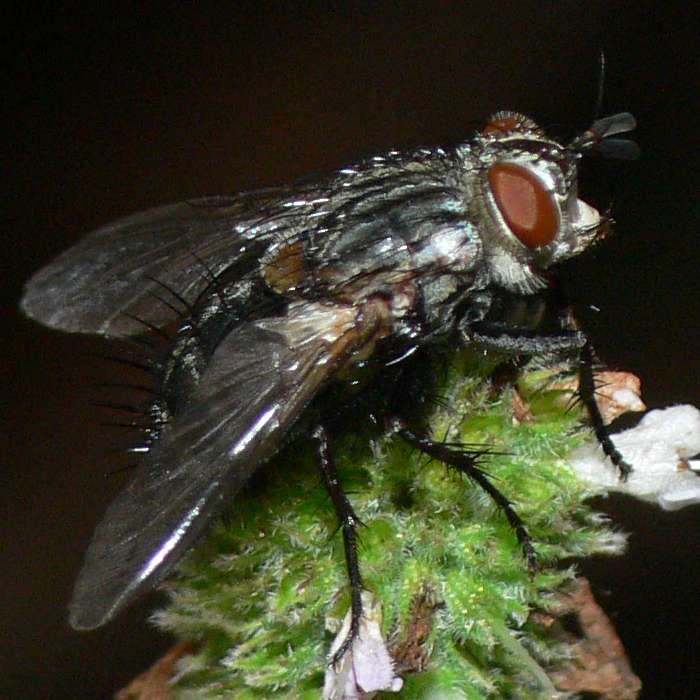 Diptera.info - Discussion Forum: Big, grey Tachinidae: Linnaemya? (15. ...