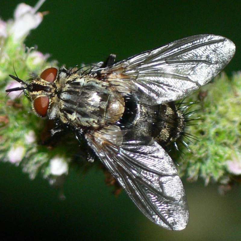 Diptera.info - Discussion Forum: Big, grey Tachinidae: Linnaemya? (15. ...
