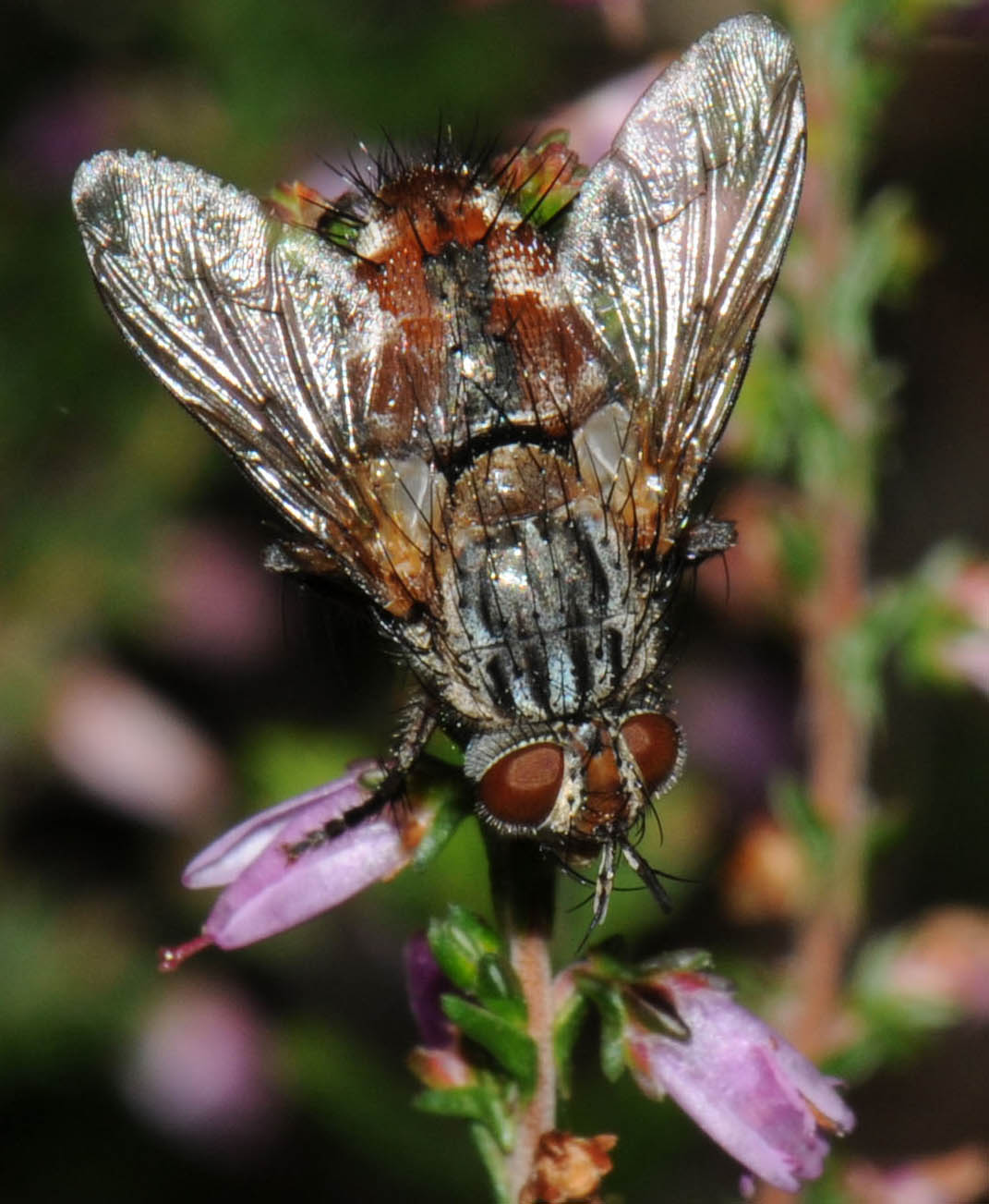 Diptera.info - Discussion Forum: Tachinidae (Linnaemyia vulpina f)