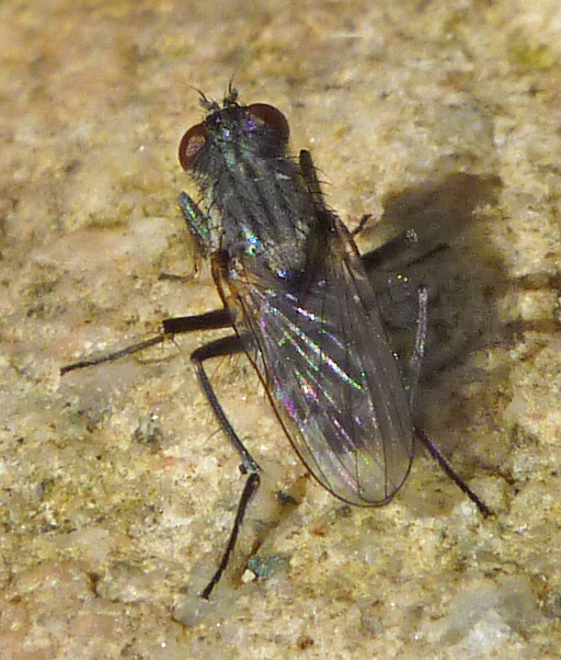 Diptera.info - Discussion Forum: Lispe for ID, C Spain --> Lispe ...