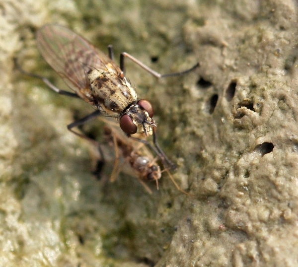 Diptera.info - Discussion Forum: Lispe 2 >L. nana, det. N. Vikhrev