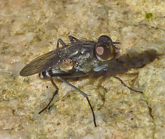 Diptera.info - Discussion Forum: Lispe for ID, C Spain --> Lispe ...