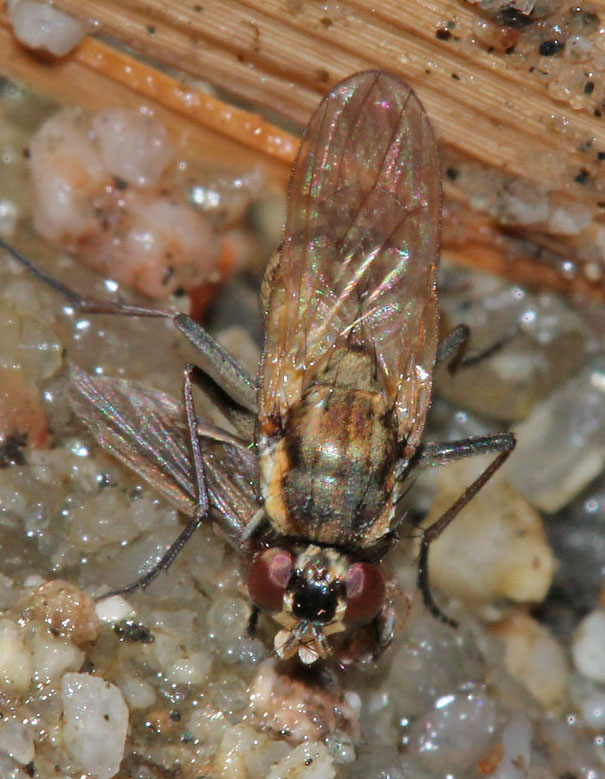 Diptera.info - Discussion Forum: Lispe for ID, C Spain