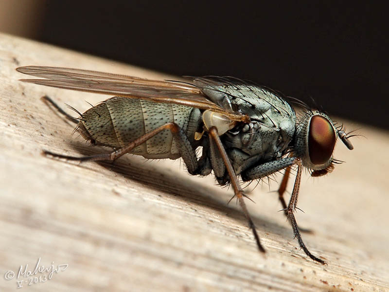 Diptera.info - Discussion Forum: Lispe ...? for ID, please