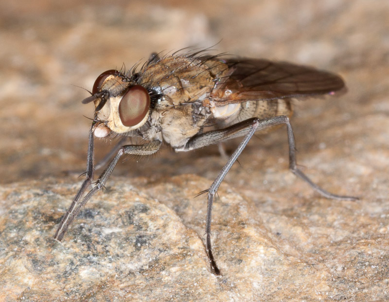 Diptera.info - Discussion Forum: Lispe fron Sierra Nevada-1 > L ...