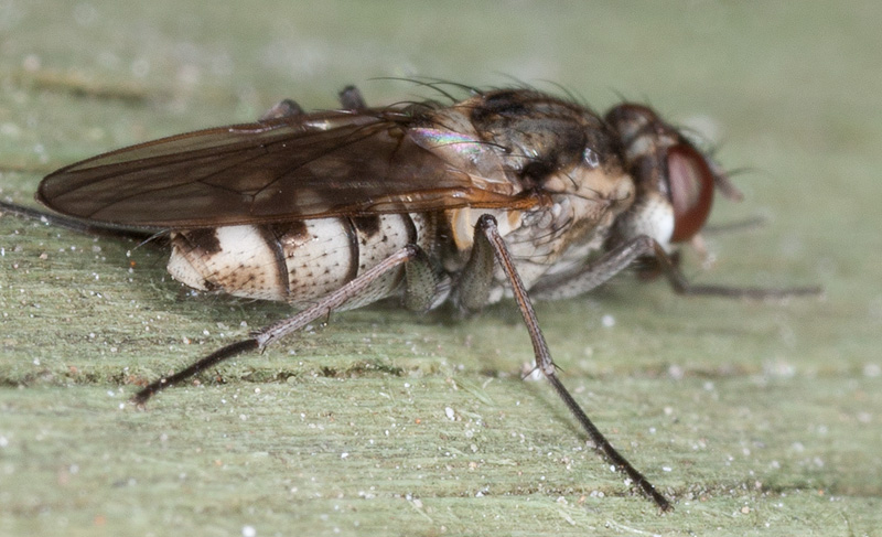 Diptera.info - Discussion Forum: Lispe nana