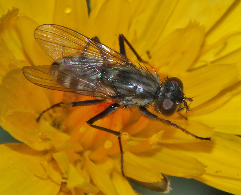 Diptera.info - Discussion Forum: Lispe for ID, C Spain --> Lispe ...