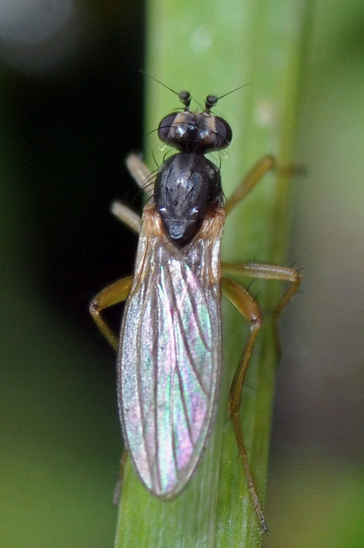 Diptera.info - Discussion Forum: [Lonchoptera lutea] Lonchoptera to ID