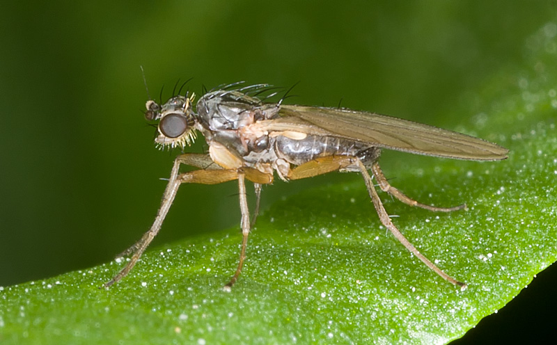 Diptera.info - Discussion Forum: Lonchoptera lutea male