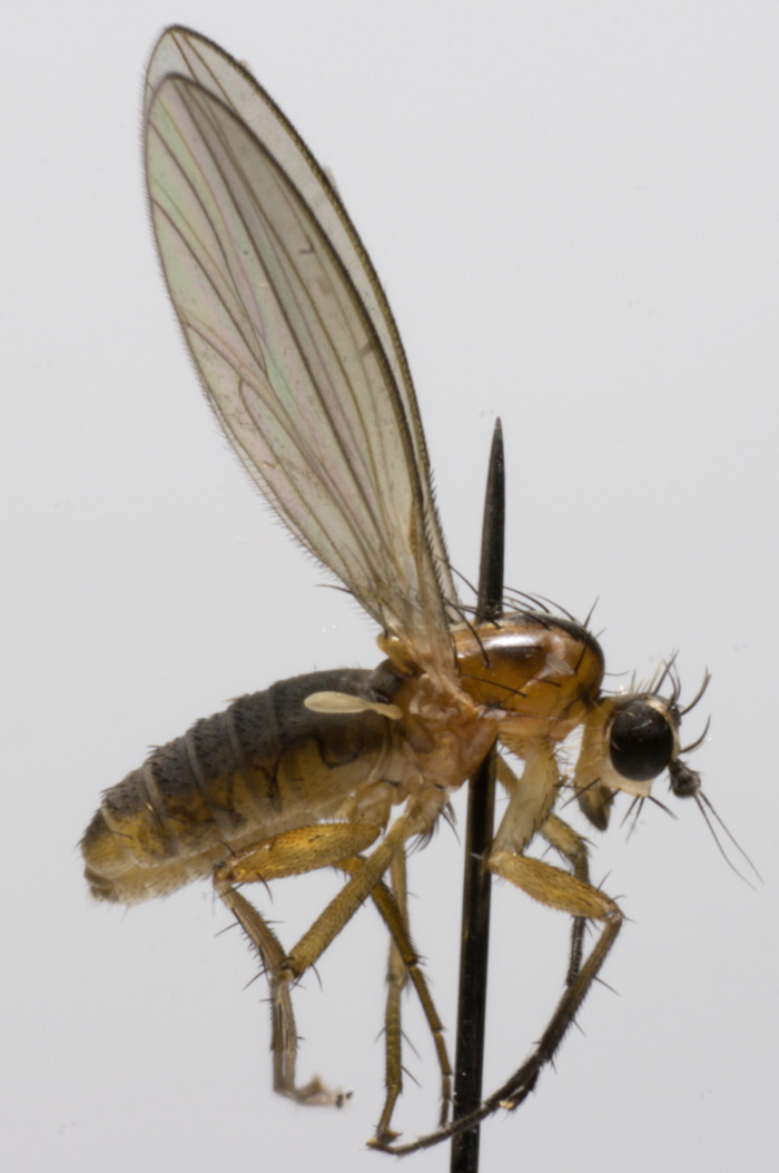 Diptera.info - Discussion Forum: Pinned Lonchopteridae