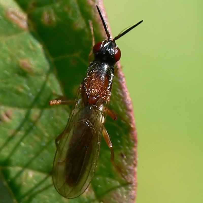 Diptera.info - Discussion Forum: Psilidae: which Loxocera? --> L. cf ...