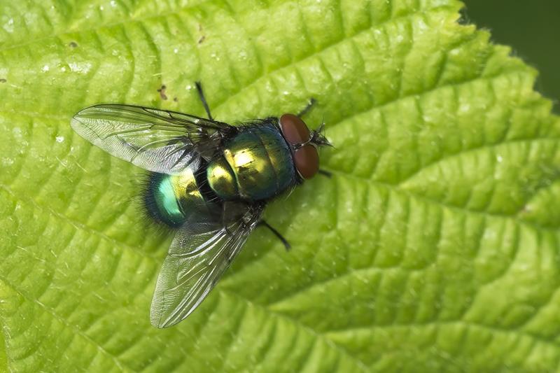 Diptera.info - Discussion Forum: Calliphoridae