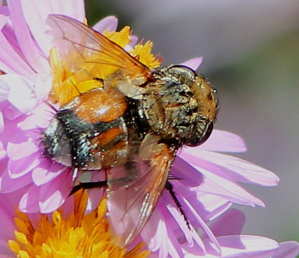 Diptera.info - Discussion Forum: Gonia Tachinidae resembling Oestridae ...