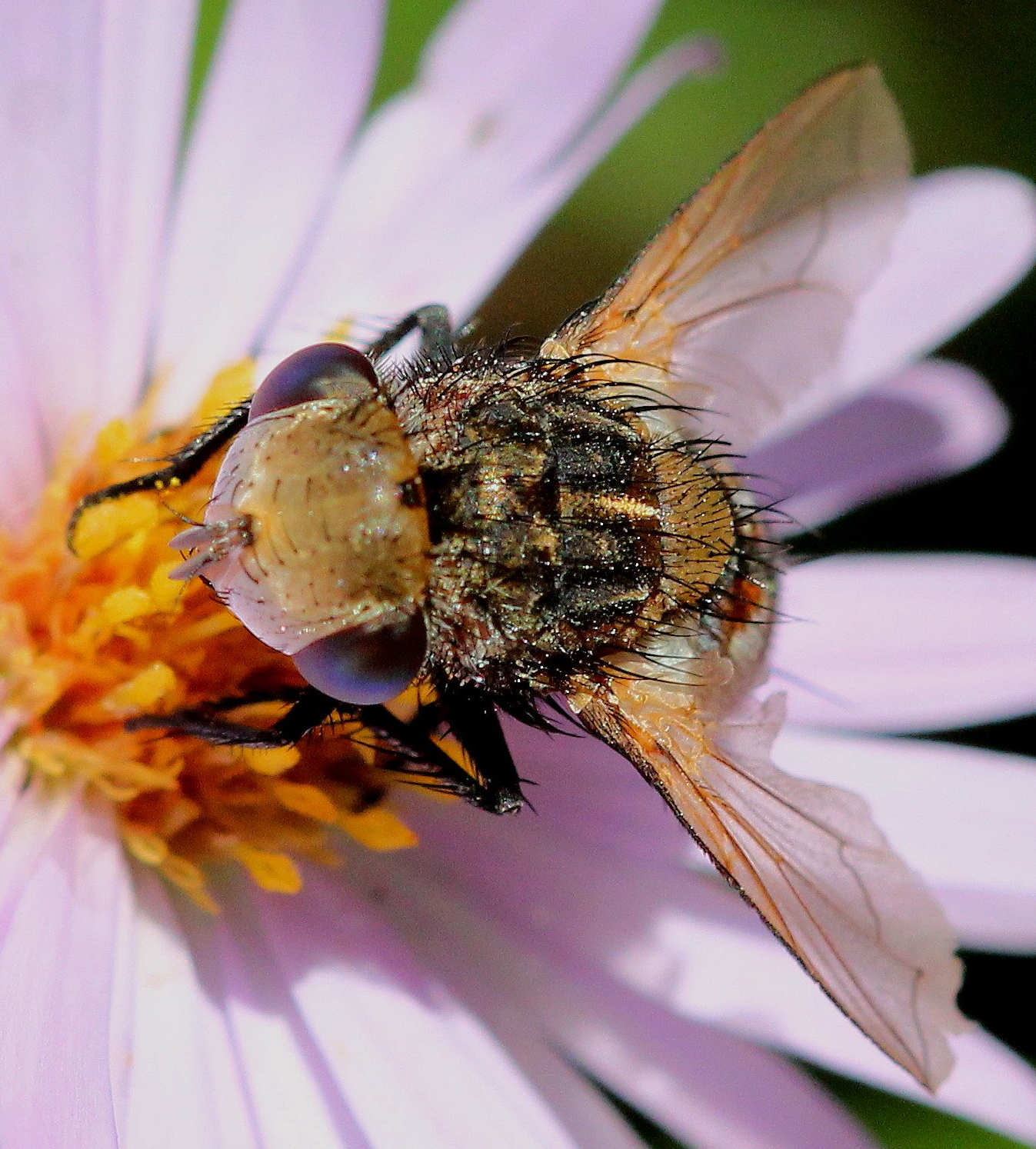 Diptera.info - Discussion Forum: Gonia Tachinidae resembling Oestridae ...