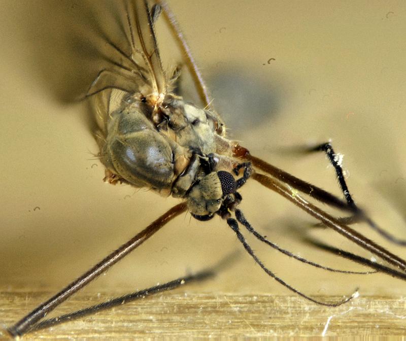 Diptera.info - Discussion Forum: mosquito-sized midge