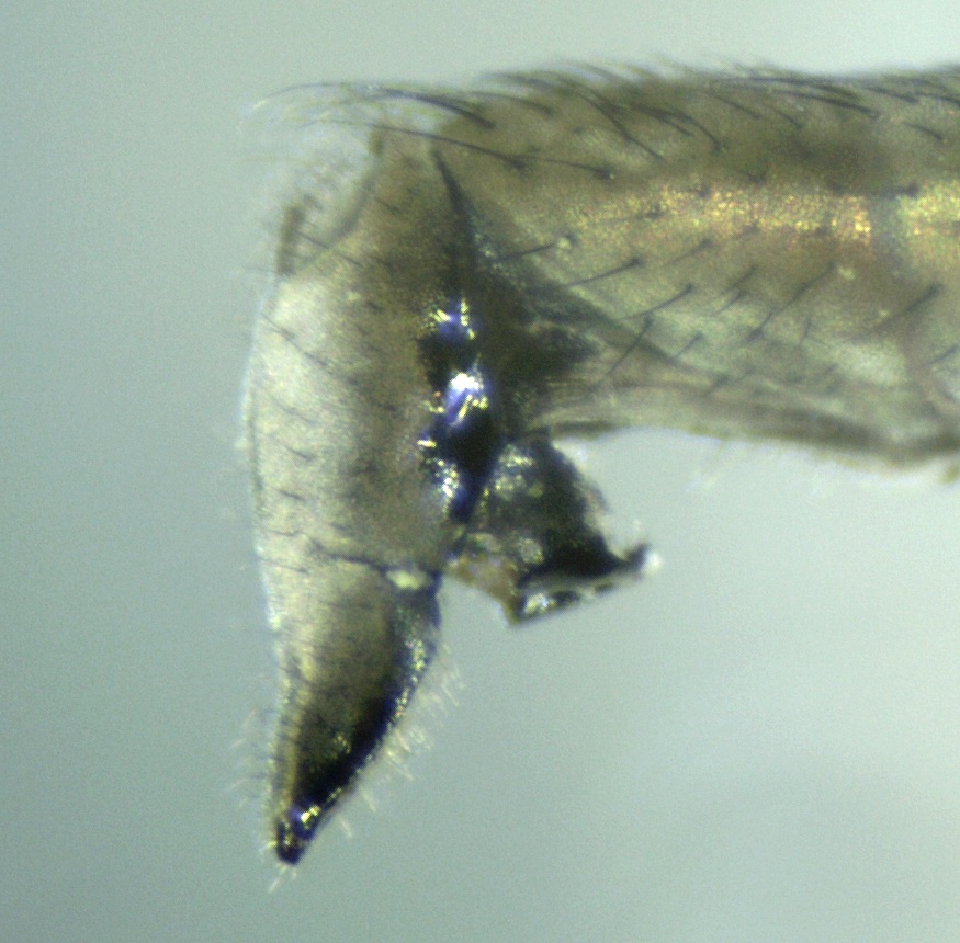 Diptera.info - Discussion Forum: Ephydra ♂ (Ephydra flavipes)