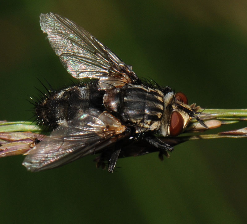 Diptera.info - Discussion Forum: [Exorista larvarum male] Tachinidae ...