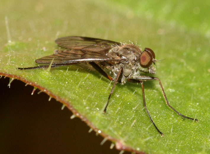 Diptera.info - Discussion Forum: Chrysopilus splendidus?