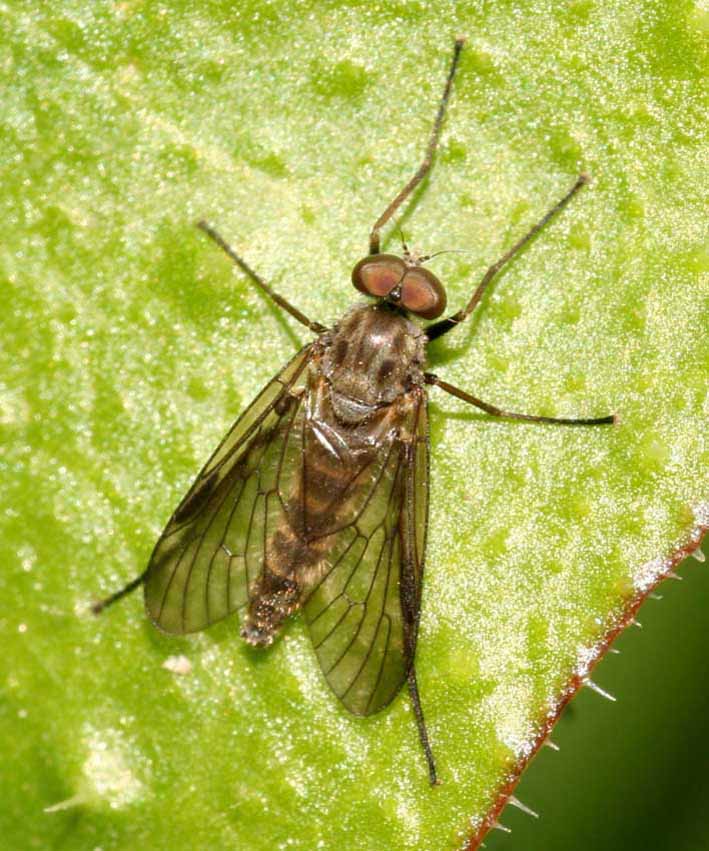 Diptera.info - Discussion Forum: Chrysopilus splendidus?