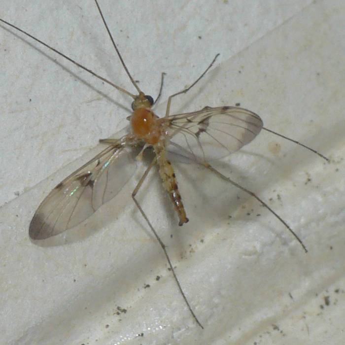Diptera.info - Discussion Forum: Macrocerinae from 30.05.11