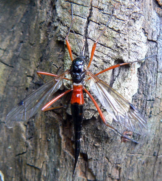 Diptera.info - Discussion Forum: Tanyptera atrata?