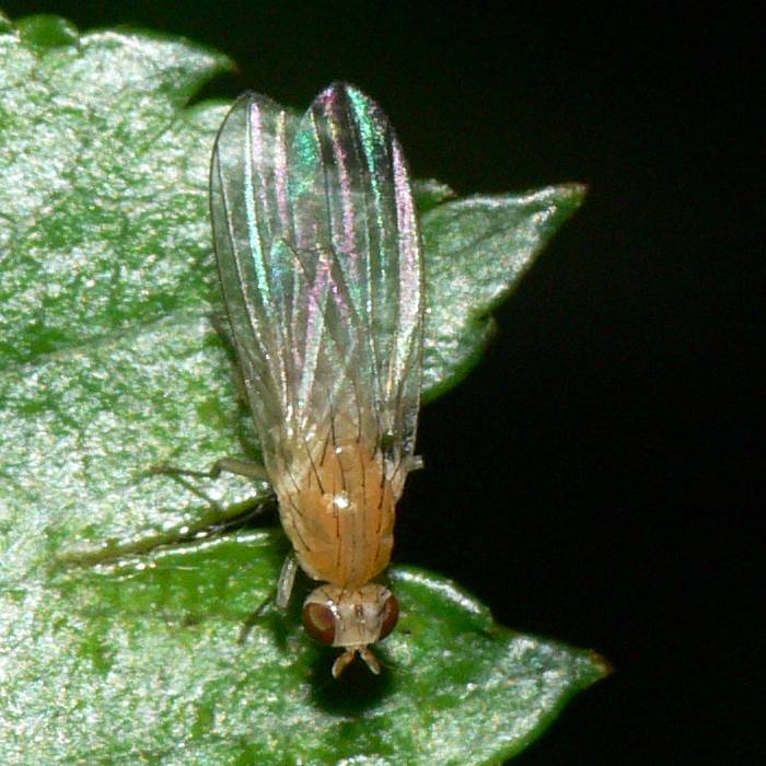 Diptera.info - Discussion Forum: Lauxaniidae: Meiosimyza? (May-10, 2010 ...