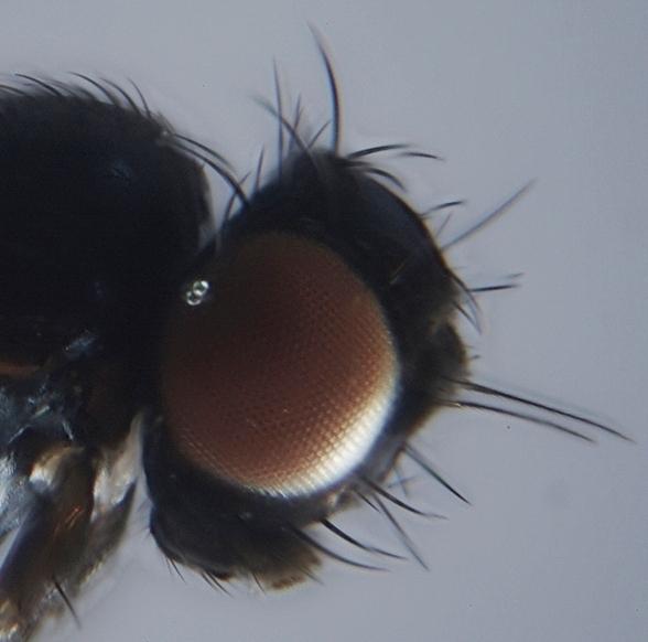 Diptera.info - Discussion Forum: Carnidae? NE Hungary, Sept