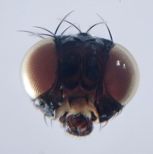 Diptera.info - Discussion Forum: Carnidae? NE Hungary, Sept