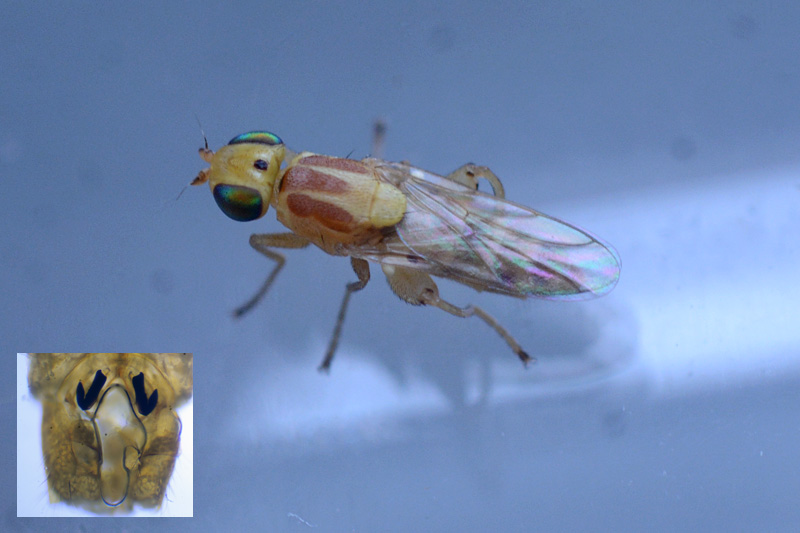 Diptera.info - Discussion Forum: Meromyza femorata?